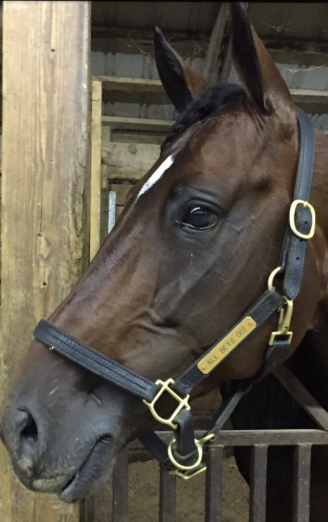 Stallion Spotlight: All Bets Off - Ontario Sires Stakes