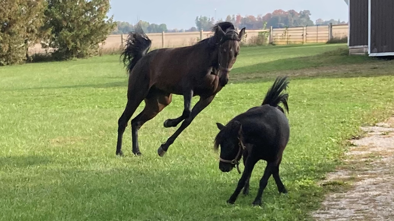 Magical Ride with So Much More Continues on Camluck Night for Local ...