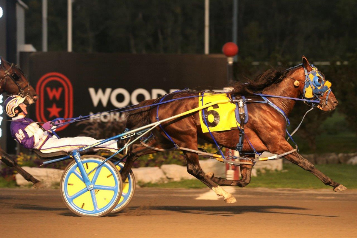 Stallion Spotlight: Stag Party - Ontario Sires Stakes